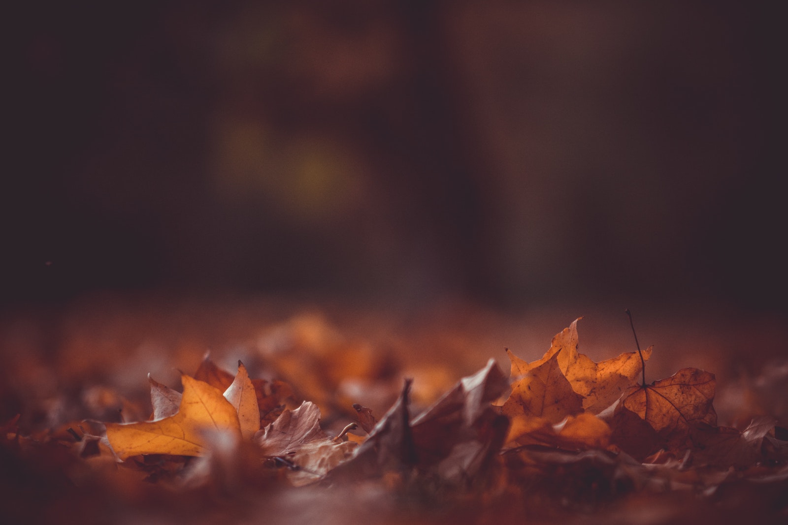46 Autumn Subject Lines for Ecommerce Emails and Why They're Awesome